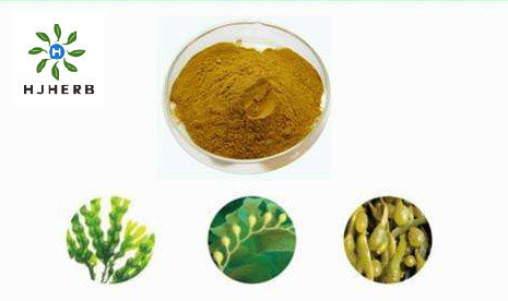 1KG Bladderwrack Extract Fucus Vesiculosus Plant Extract Powder Used For Skin And Lose Weight