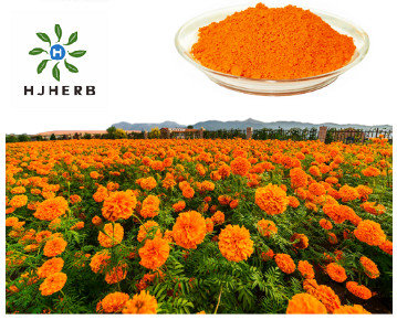 Pharm Grade Natural Lutein Marigold Flower Herb Extract Powder