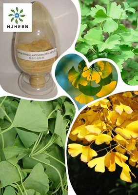 Water SolubleNatural Ginkgo Biloba Leaf Extract Powder