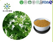 98% Honeysuckle Lonicera Japonica Flower Plant Extract Powder