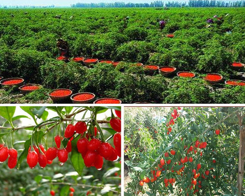 Wolfberry Extract Goji Polysaccharide Lycium Barbarum Powder