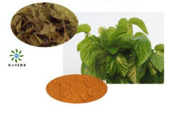 DNJ Mulberry Leaf Extract 5% Natural Plant Extract Powder