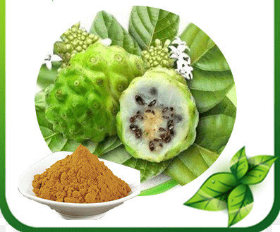 100% Natural Noni Juice Noni Fruit Plant Extract Powder