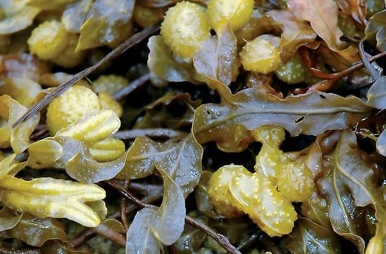 1KG Bladderwrack Extract Fucus Vesiculosus Plant Extract Powder Used For Skin And Lose Weight