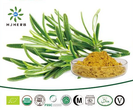 Safety Food Grade Ursolic Acid 98% Rosemary Extract Powder