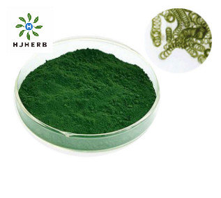 Green Chlorella Natural Chlorella Powder Tablet Health Food Organic Spirulina Powder Vitamin B12