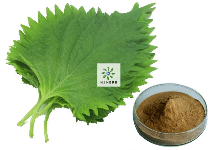 DNJ Mulberry Leaf Extract 5% Natural Plant Extract Powder